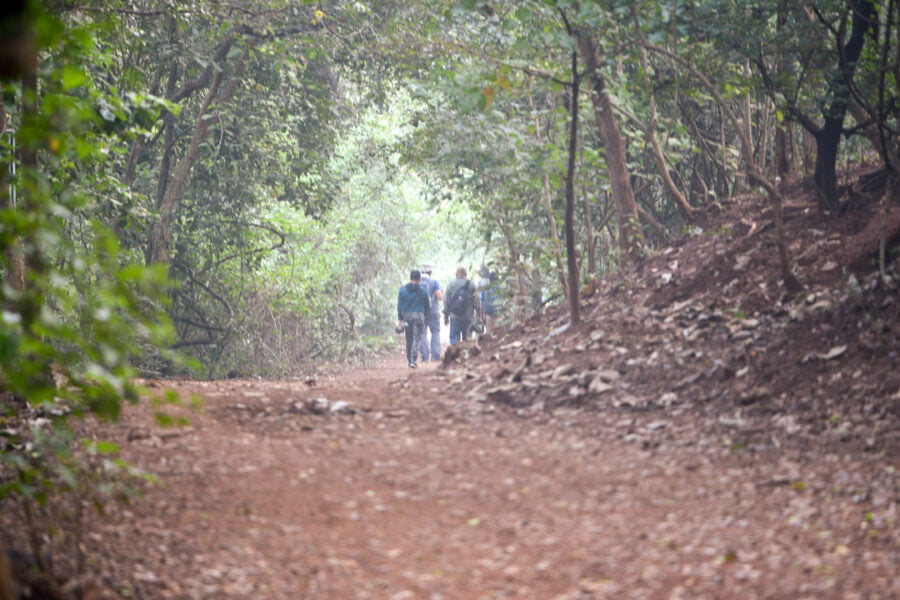 Ananthagiri Hills Forest “The Bird Photography” – Traveler Tree