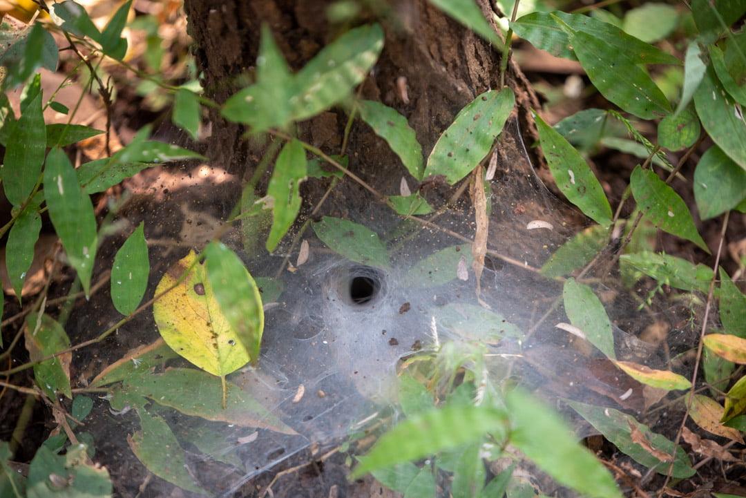 Ananthagiri Hills Forest “The Bird Photography” - Traveler Tree